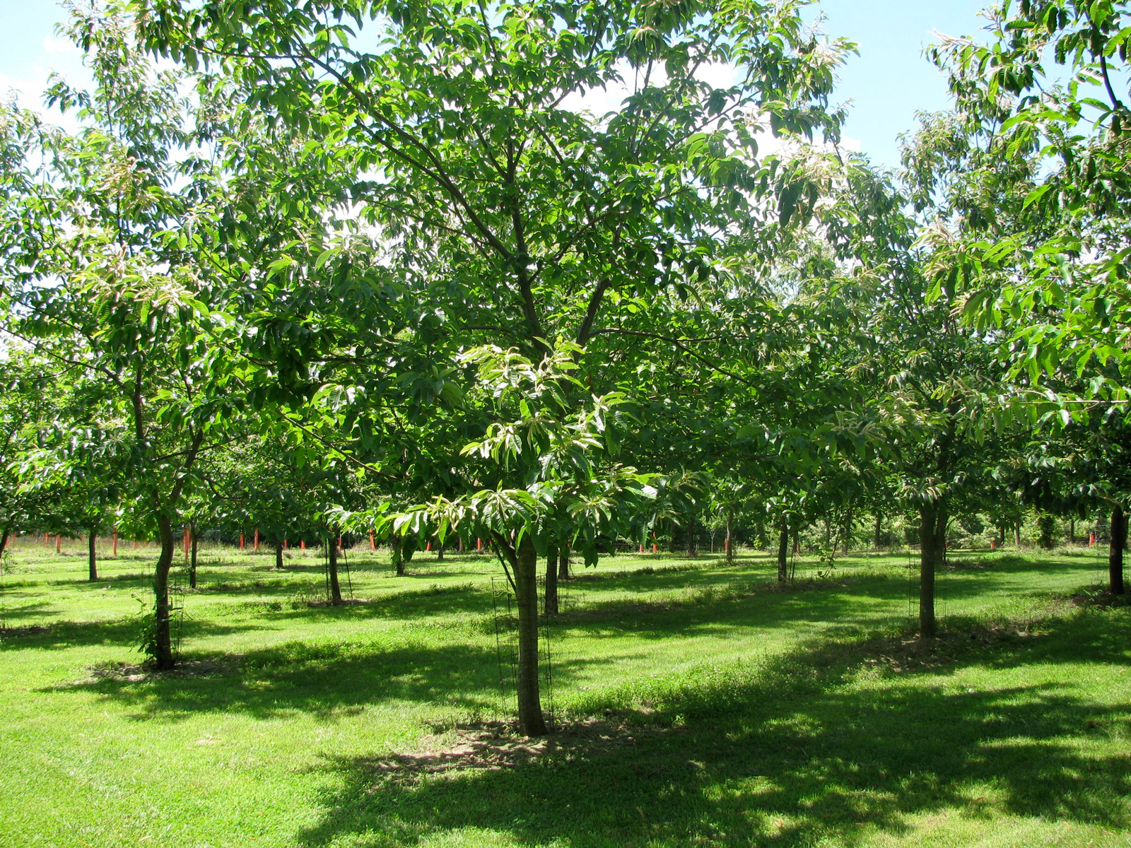 Dunstan Chestnuts Attract More Deer – Mother Earth News